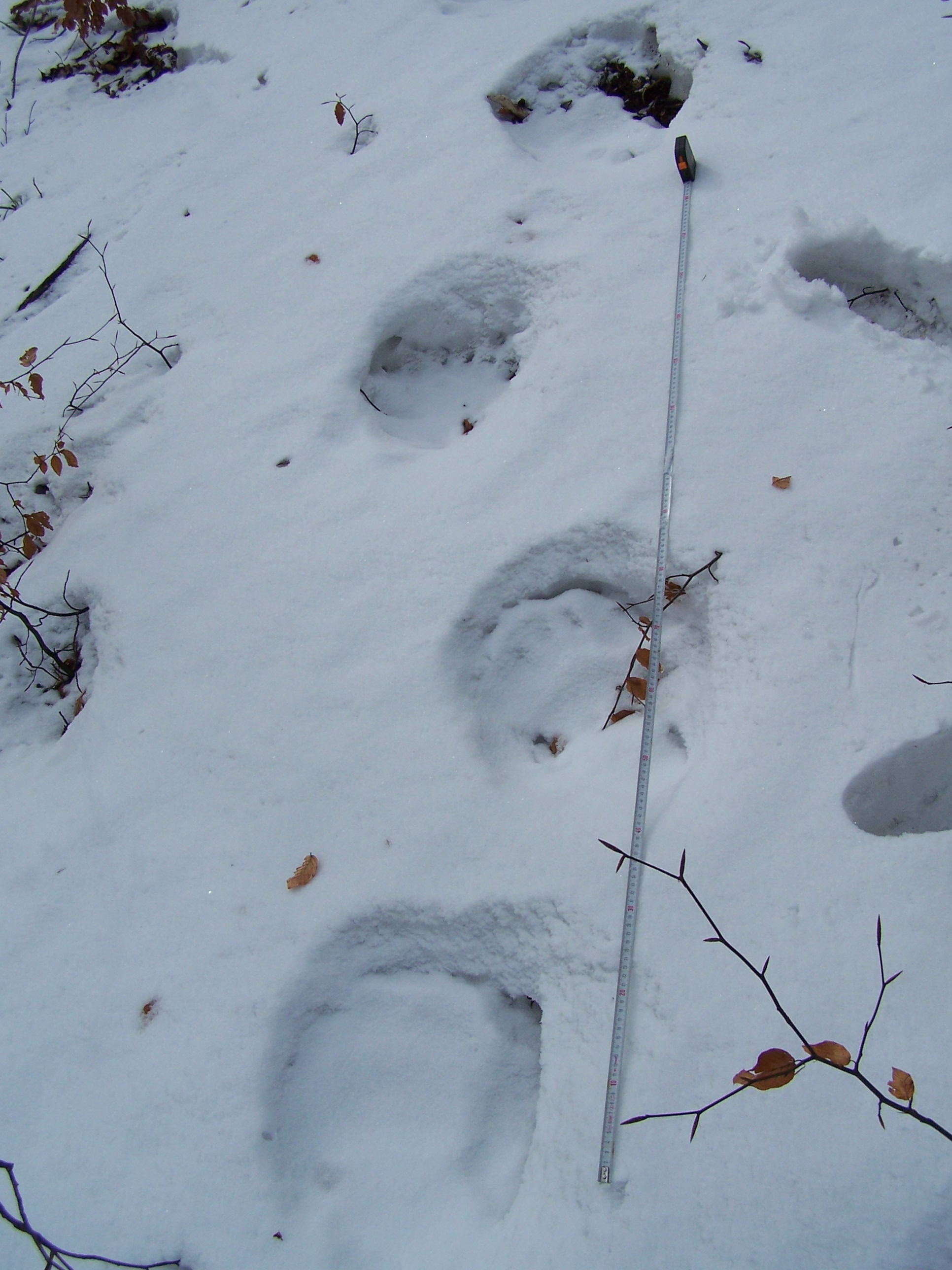Pobytové znaky - Šelmy.cz